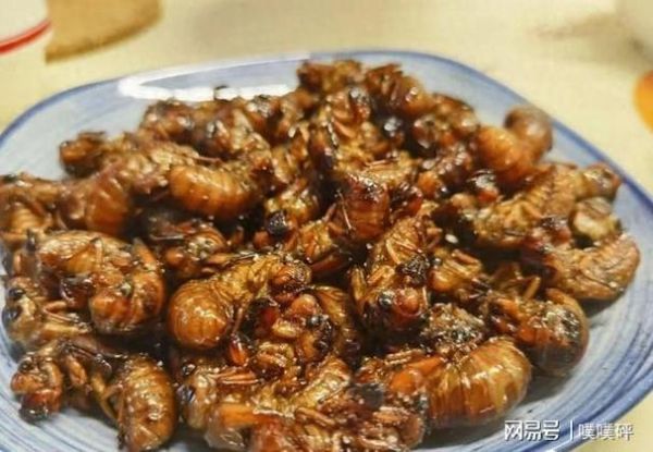 金蝉价格多少钱一斤2021_金蝉为什么涨价-第2张图片-山城妙识 金蝉价格多少钱一斤2021_金蝉为什么涨价-第2张图片-山城妙识