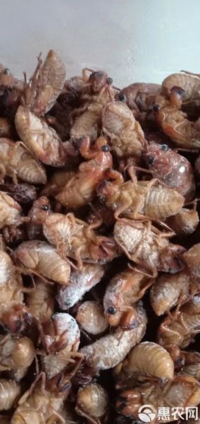 金蝉价格多少钱一斤2021_金蝉为什么涨价-第3张图片-山城妙识 金蝉价格多少钱一斤2021_金蝉为什么涨价-第3张图片-山城妙识