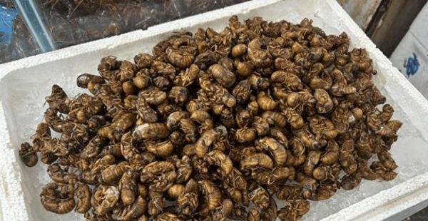 金蝉价格多少钱一斤2021_金蝉为什么涨价-第1张图片-山城妙识 金蝉价格多少钱一斤2021_金蝉为什么涨价-第1张图片-山城妙识