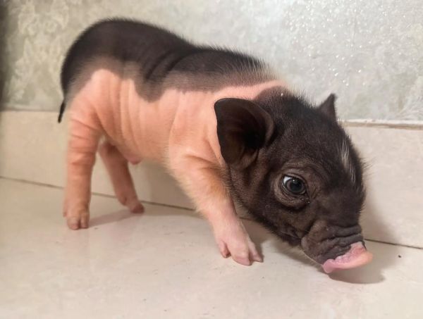 香猪图片哪里找_香猪图片高清下载-第2张图片-山城妙识