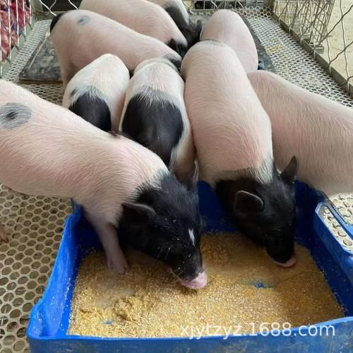 香猪图片哪里找_香猪图片高清下载-第3张图片-山城妙识