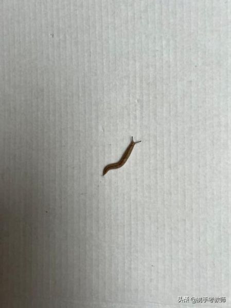 蛞蝓怎么读拼音_蛞蝓是害虫还是益虫-第1张图片-山城妙识 蛞蝓怎么读拼音_蛞蝓是害虫还是益虫-第1张图片-山城妙识