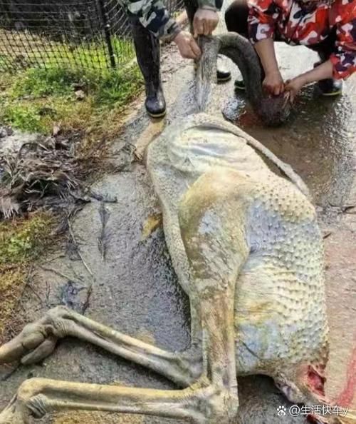 鸵鸟肉事件真相_鸵鸟肉事件始末-第1张图片-山城妙识 鸵鸟肉事件真相_鸵鸟肉事件始末-第1张图片-山城妙识