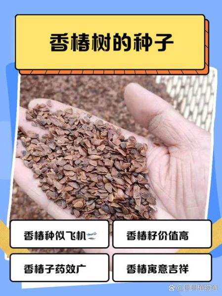 香椿树种子多少钱一斤_如何挑选优质种子-第3张图片-山城妙识
