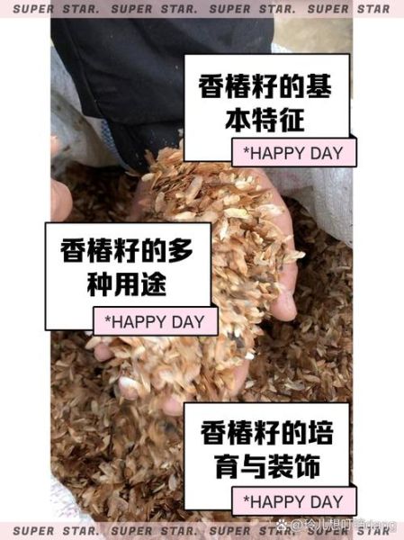 香椿树种子多少钱一斤_如何挑选优质种子-第1张图片-山城妙识