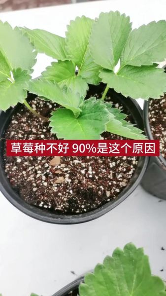 草莓什么时候种植最好_草莓最佳种植时间-第2张图片-山城妙识 草莓什么时候种植最好_草莓最佳种植时间-第2张图片-山城妙识