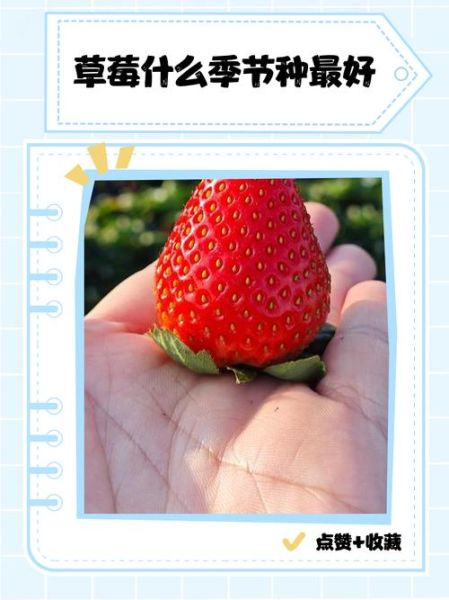 草莓什么时候种植最好_草莓最佳种植时间-第3张图片-山城妙识 草莓什么时候种植最好_草莓最佳种植时间-第3张图片-山城妙识