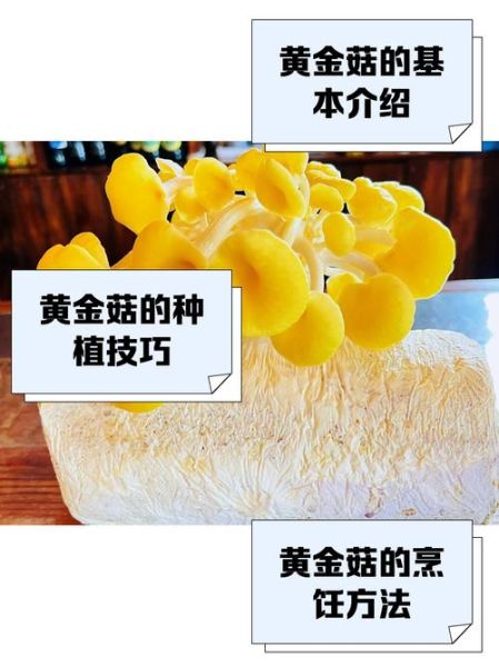 黄金菇怎么做好吃_黄金菇的做法大全-第1张图片-山城妙识