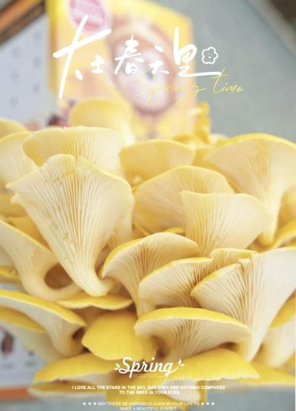 黄金菇怎么做好吃_黄金菇的做法大全-第2张图片-山城妙识