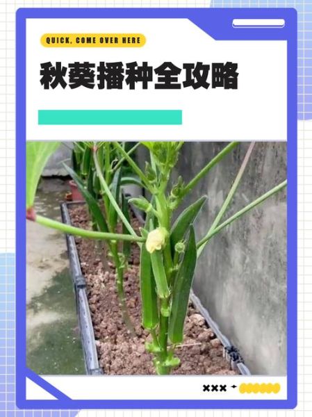 秋葵种子怎么种_秋葵种子种植时间和方法-第2张图片-山城妙识 秋葵种子怎么种_秋葵种子种植时间和方法-第2张图片-山城妙识