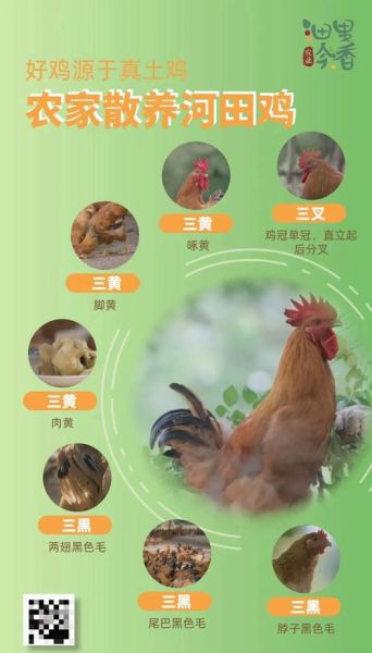 清蒸鸡要多长时间_清蒸鸡怎么判断熟没熟-第1张图片-山城妙识 清蒸鸡要多长时间_清蒸鸡怎么判断熟没熟-第1张图片-山城妙识