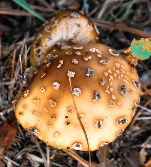 东北松露产地在哪里_东北松露怎么找-第3张图片-山城妙识