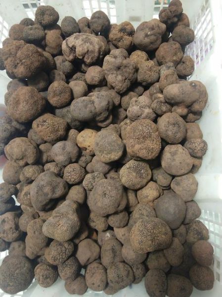 东北松露产地在哪里_东北松露怎么找-第2张图片-山城妙识