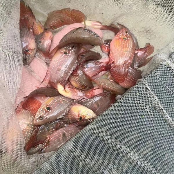 鲷鱼为什么那么便宜_鲷鱼价格便宜的原因-第1张图片-山城妙识 鲷鱼为什么那么便宜_鲷鱼价格便宜的原因-第1张图片-山城妙识