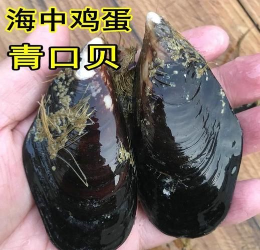 青口贝怎么清洗_青口贝清蒸还是水煮-第1张图片-山城妙识 青口贝怎么清洗_青口贝清蒸还是水煮-第1张图片-山城妙识