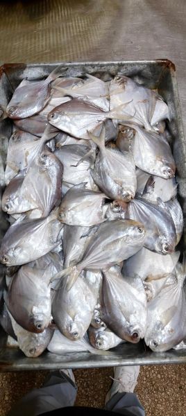 鲳鱼多少钱一斤2019_2019年鲳鱼价格走势-第1张图片-山城妙识