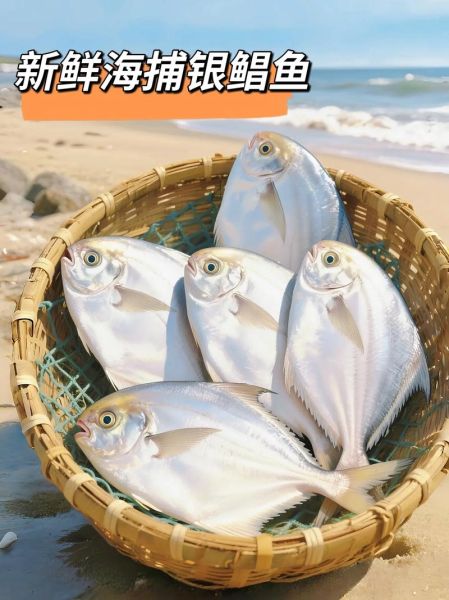 鲳鱼多少钱一斤2019_2019年鲳鱼价格走势-第3张图片-山城妙识