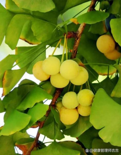 银杏果多久结一次果_银杏树几年开始结果-第1张图片-山城妙识 银杏果多久结一次果_银杏树几年开始结果-第1张图片-山城妙识