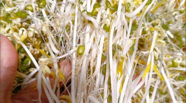 豆芽热量是多少_减肥可以吃豆芽吗-第2张图片-山城妙识