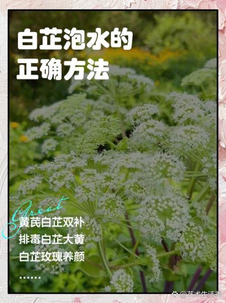 白芷的功效与作用主要治什么病_白芷治头痛鼻塞怎么用-第1张图片-山城妙识