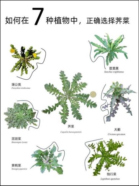 荠菜图片怎么识别_荠菜和蒲公英区别-第3张图片-山城妙识