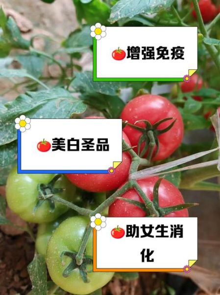 女生每天吃西红柿的好处_长期吃西红柿能美白吗-第3张图片-山城妙识