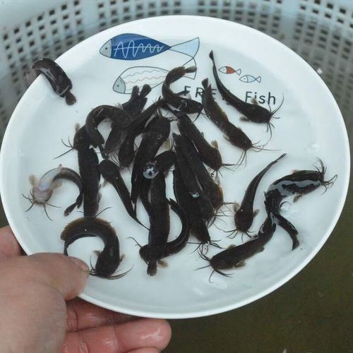 埃及塘鲺怎么养_埃及塘鲺吃什么-第1张图片-山城妙识 埃及塘鲺怎么养_埃及塘鲺吃什么-第1张图片-山城妙识