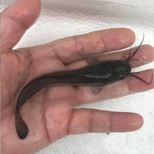 埃及塘鲺怎么养_埃及塘鲺吃什么-第2张图片-山城妙识 埃及塘鲺怎么养_埃及塘鲺吃什么-第2张图片-山城妙识