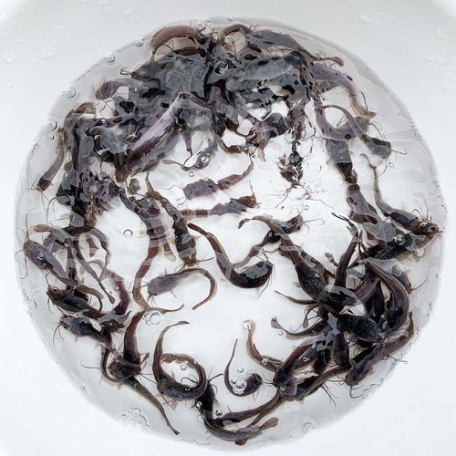 埃及塘鲺怎么养_埃及塘鲺吃什么-第3张图片-山城妙识 埃及塘鲺怎么养_埃及塘鲺吃什么-第3张图片-山城妙识