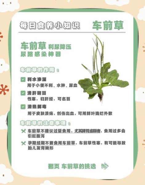 车前草的功效与作用及食用方法_车前草怎么吃效果最好-第1张图片-山城妙识 车前草的功效与作用及食用方法_车前草怎么吃效果最好-第1张图片-山城妙识