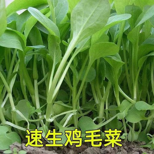 鸡毛菜种子怎么种_鸡毛菜种子几天发芽-第1张图片-山城妙识 鸡毛菜种子怎么种_鸡毛菜种子几天发芽-第1张图片-山城妙识