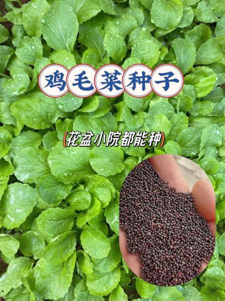 鸡毛菜种子怎么种_鸡毛菜种子几天发芽-第3张图片-山城妙识 鸡毛菜种子怎么种_鸡毛菜种子几天发芽-第3张图片-山城妙识