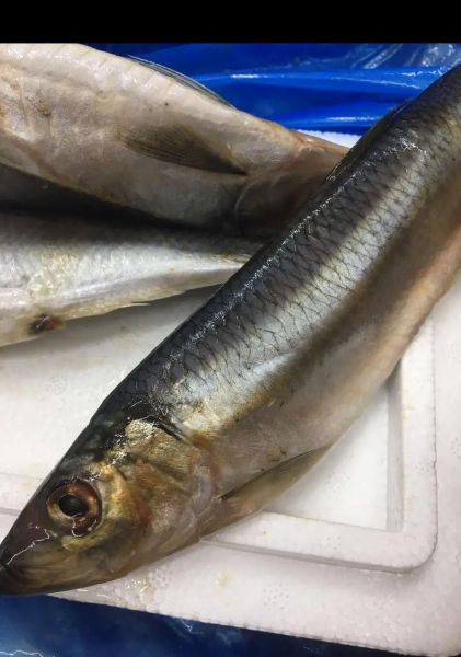 刀鱼价格多少钱一斤_刀鱼价格为什么这么贵-第2张图片-山城妙识 刀鱼价格多少钱一斤_刀鱼价格为什么这么贵-第2张图片-山城妙识