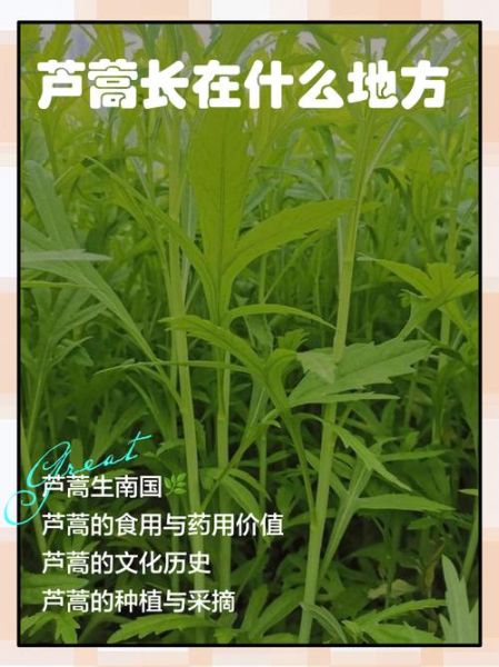 芦蒿什么人不能吃_芦蒿禁忌人群有哪些-第3张图片-山城妙识