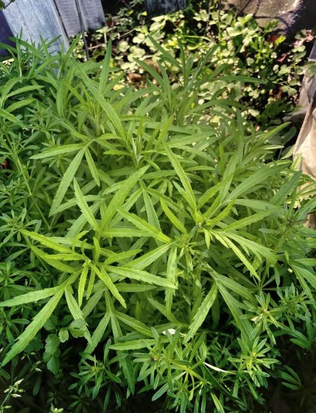 芦蒿什么人不能吃_芦蒿禁忌人群有哪些-第2张图片-山城妙识