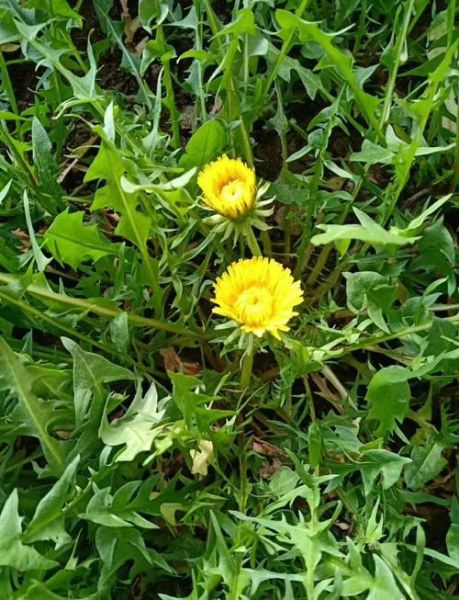 蒲公英根茶能长期喝吗_长期饮用副作用-第1张图片-山城妙识