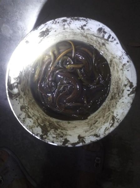 黄鳝价格多少钱一斤2020年_2020黄鳝行情为何波动大-第1张图片-山城妙识