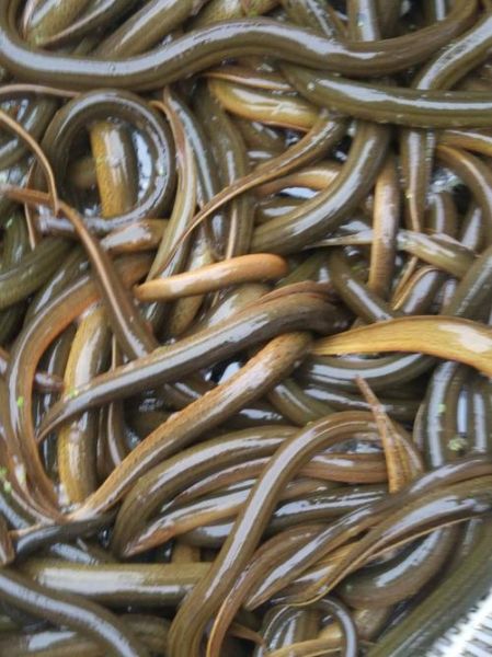 黄鳝价格多少钱一斤2020年_2020黄鳝行情为何波动大-第2张图片-山城妙识