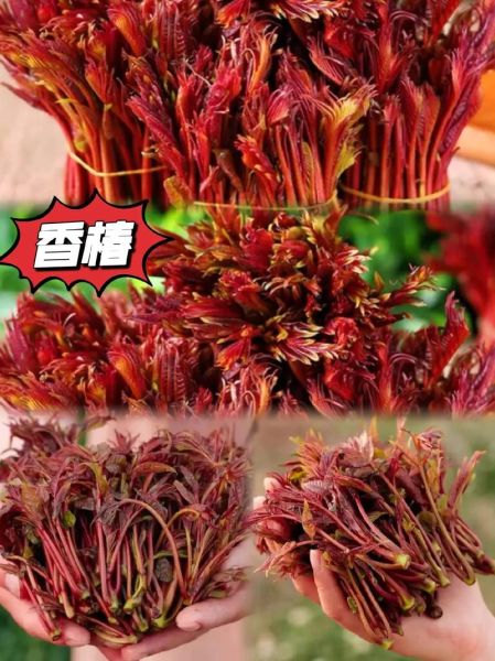 香椿芽有毒吗_香椿芽有致癌物吗-第3张图片-山城妙识