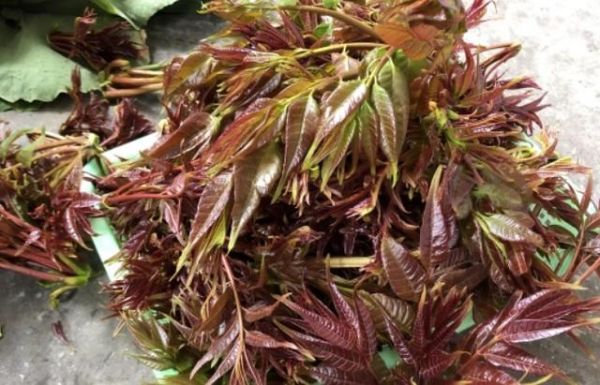 香椿芽有毒吗_香椿芽有致癌物吗-第2张图片-山城妙识