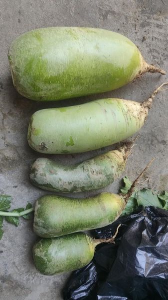 青萝卜怎么保存_青萝卜图片大全-第1张图片-山城妙识