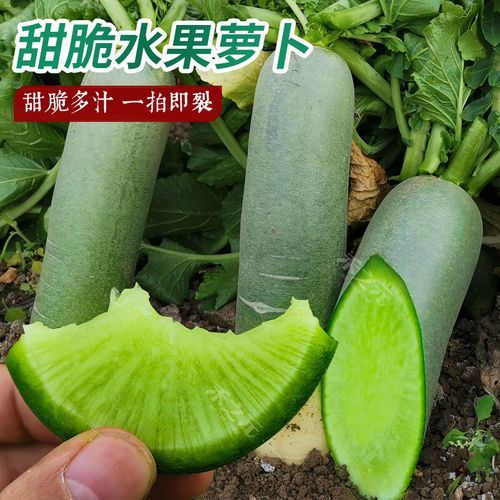 青萝卜怎么保存_青萝卜图片大全-第3张图片-山城妙识