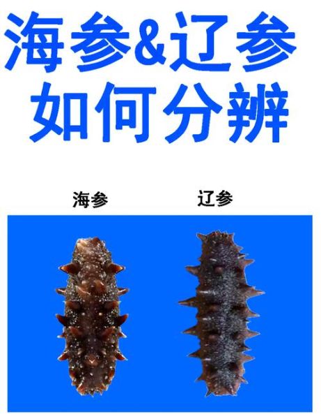刺参和海参的区别_哪个营养价值更高-第3张图片-山城妙识 刺参和海参的区别_哪个营养价值更高-第3张图片-山城妙识