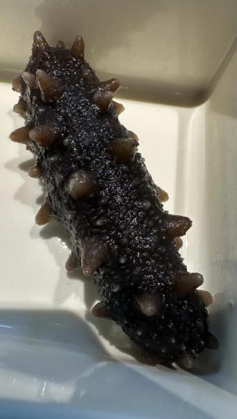 刺参和海参的区别_哪个营养价值更高-第2张图片-山城妙识 刺参和海参的区别_哪个营养价值更高-第2张图片-山城妙识