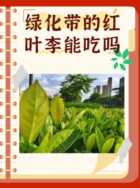 紫叶李的果子能吃吗_紫叶李果实毒性分析-第1张图片-山城妙识 紫叶李的果子能吃吗_紫叶李果实毒性分析-第1张图片-山城妙识