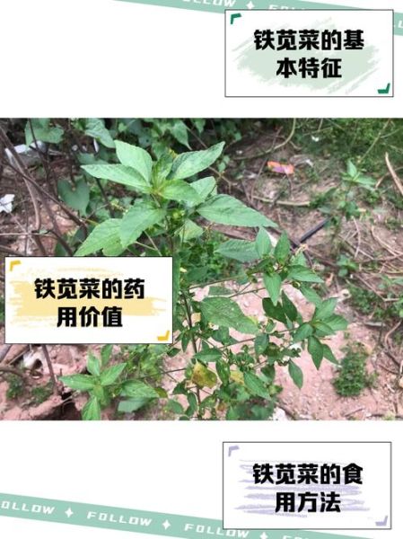 铁苋菜别名有哪些_铁苋菜别名功效与作用-第1张图片-山城妙识