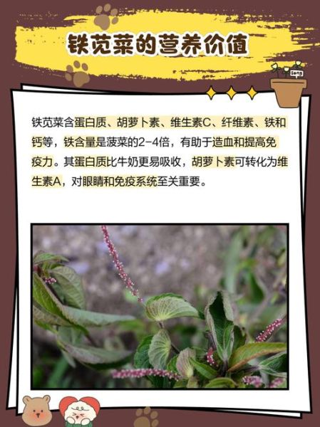 铁苋菜别名有哪些_铁苋菜别名功效与作用-第3张图片-山城妙识