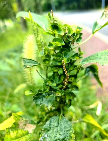 铁苋菜别名有哪些_铁苋菜别名功效与作用-第2张图片-山城妙识