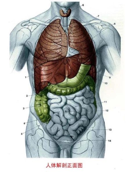 人体器官分布图_五脏六腑位置在哪-第3张图片-山城妙识 人体器官分布图_五脏六腑位置在哪-第3张图片-山城妙识