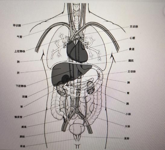 人体器官分布图_五脏六腑位置在哪-第2张图片-山城妙识 人体器官分布图_五脏六腑位置在哪-第2张图片-山城妙识